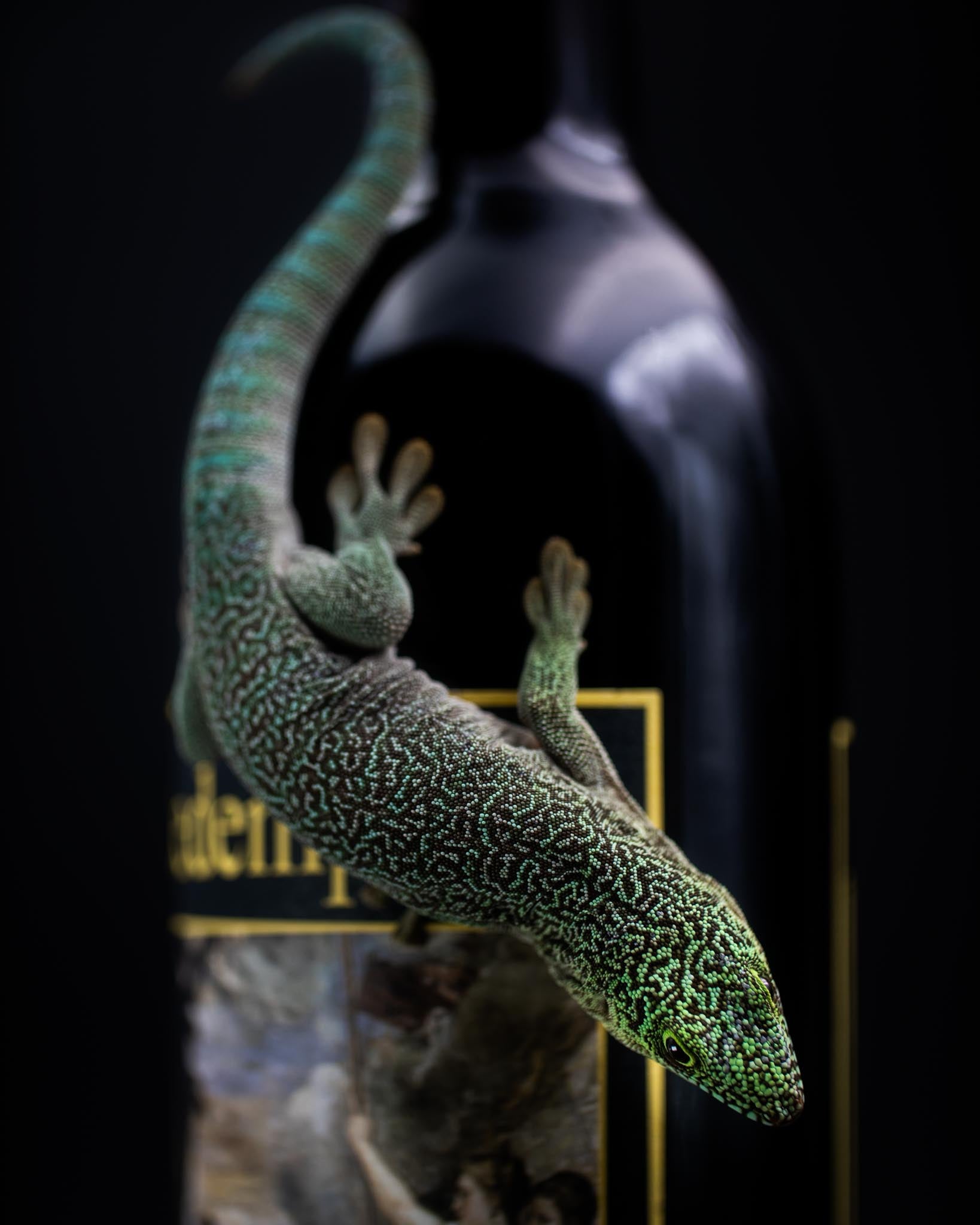 Other Available Geckos – GuardiansoftheGeckos