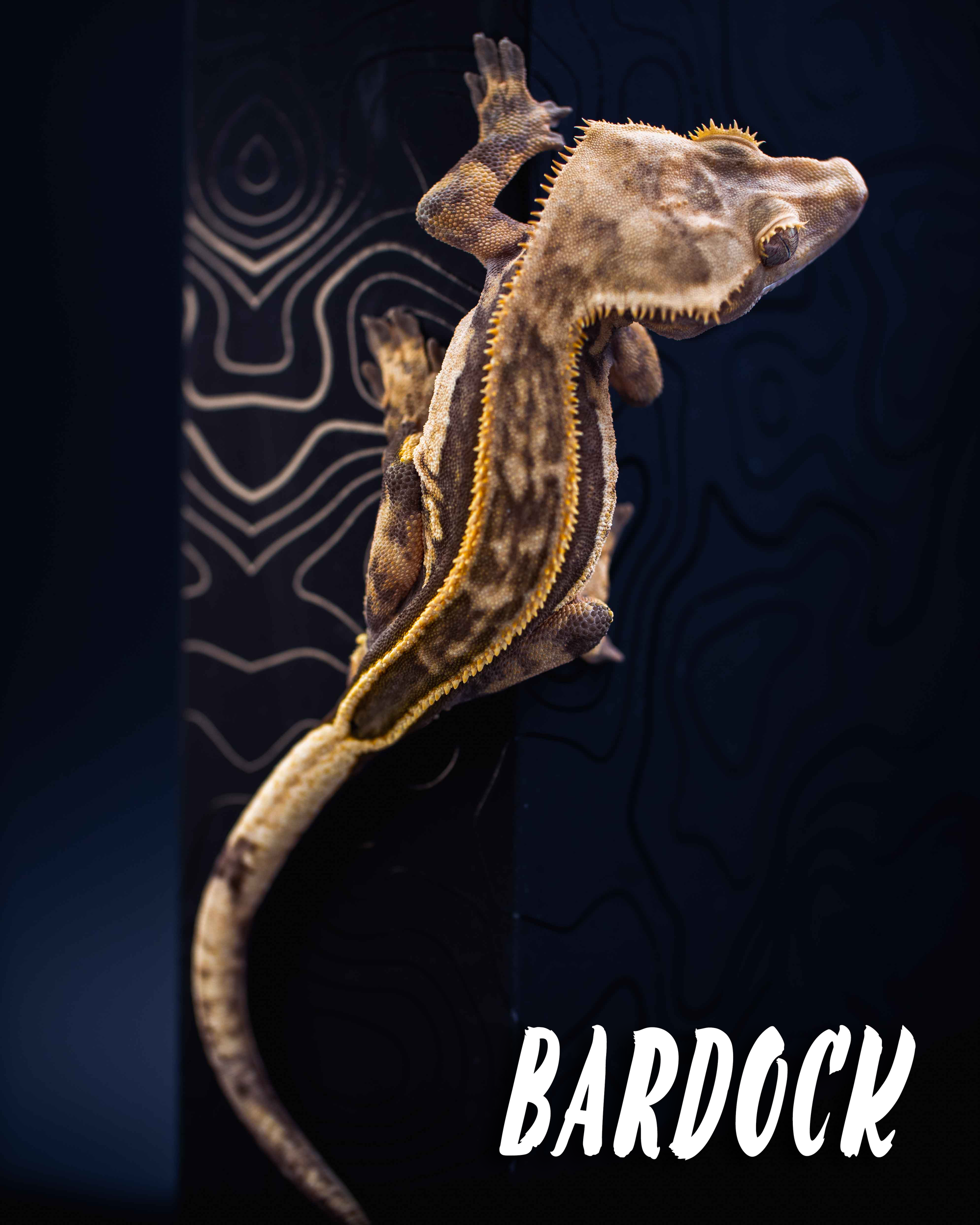 Crested Gecko Breeders – GuardiansoftheGeckos