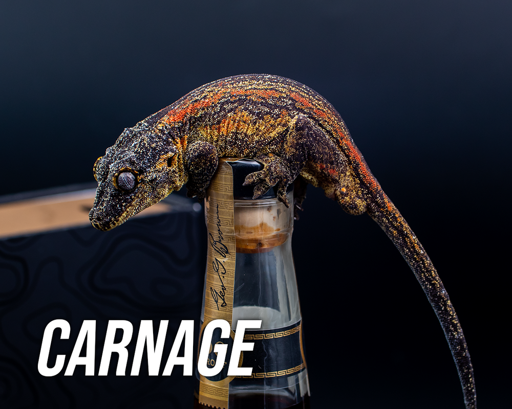 Gargoyle Gecko Breeders – GuardiansoftheGeckos