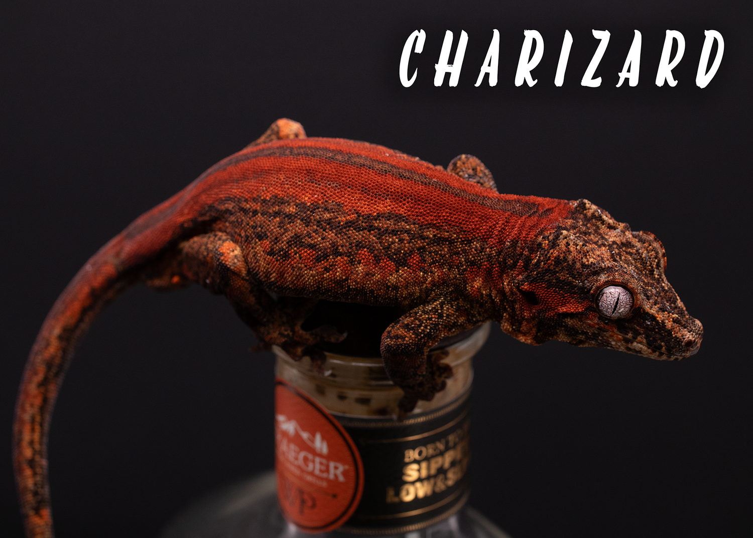 Gargoyle Gecko Breeders – GuardiansoftheGeckos