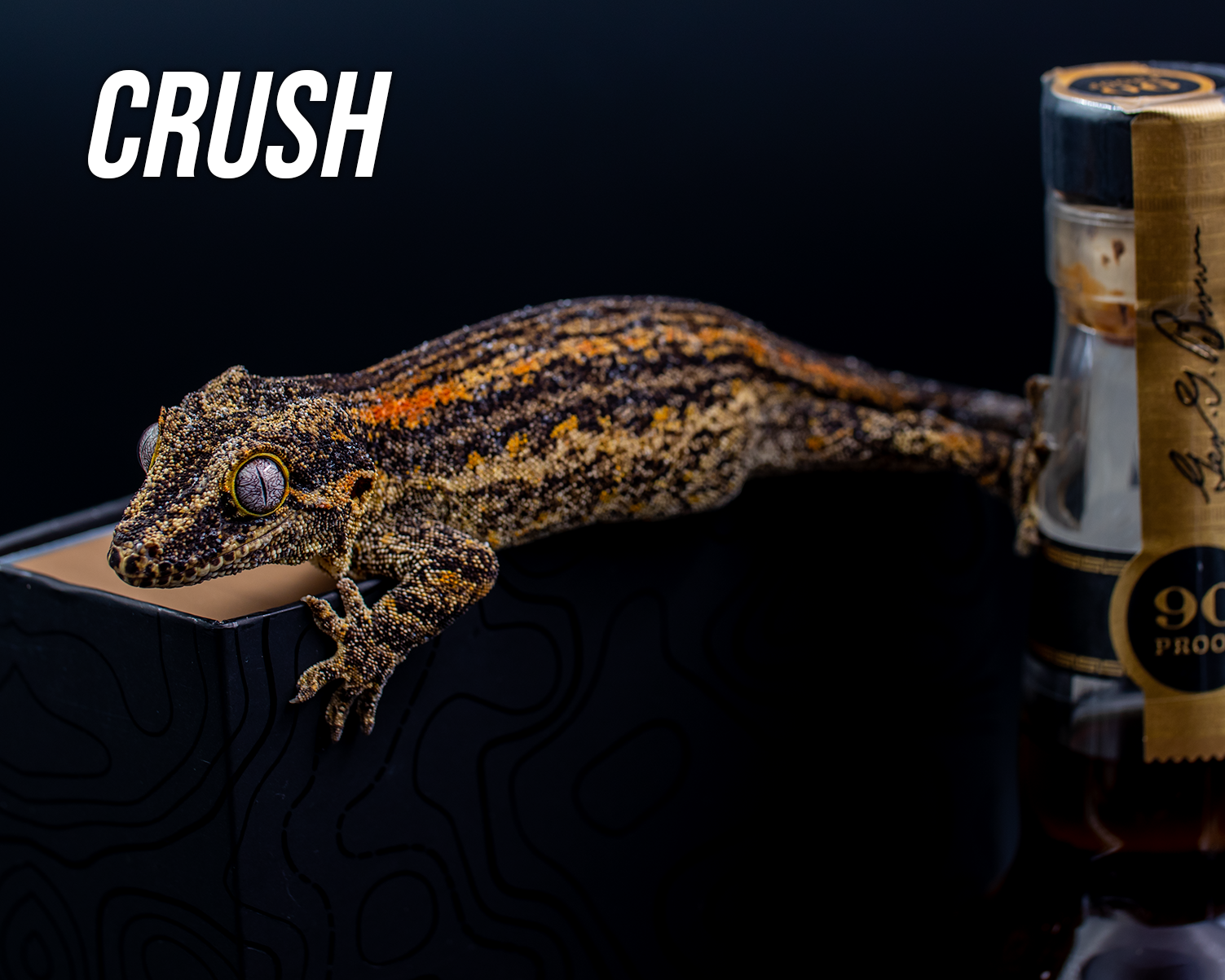 Gargoyle Gecko Breeders – GuardiansoftheGeckos