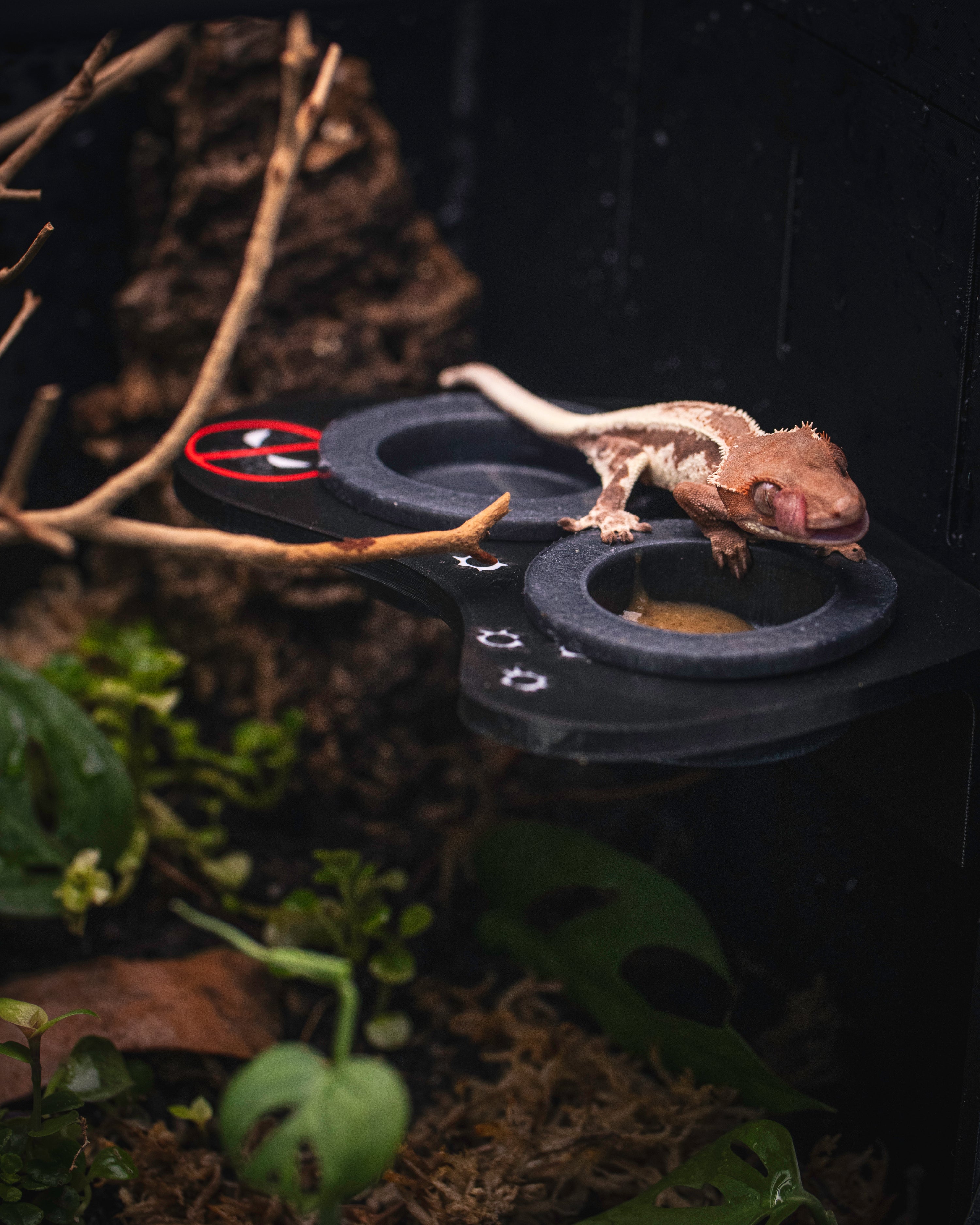Crested Gecko Care Guide (Correlophus Ciliatus) – GuardiansoftheGeckos