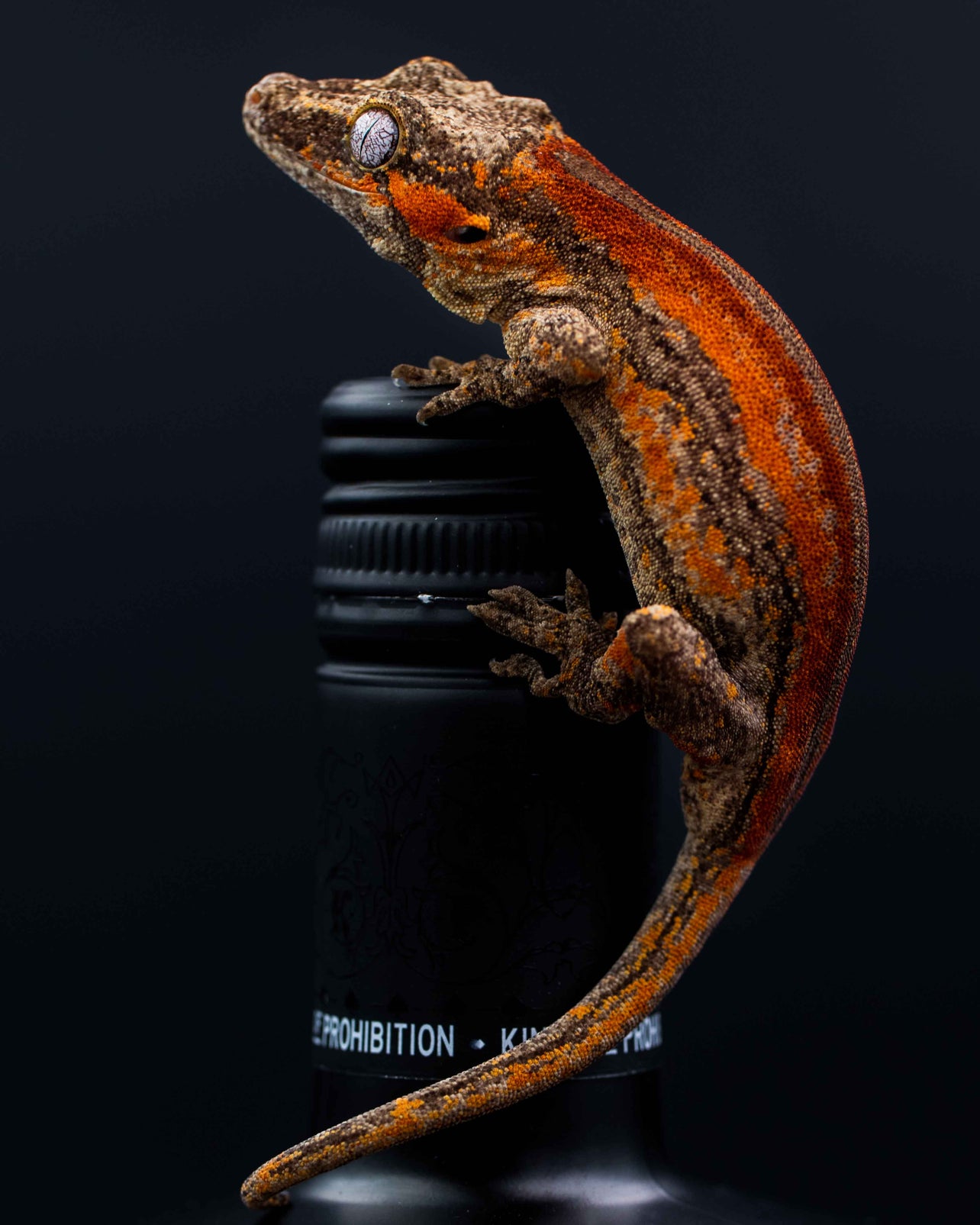 Gargoyle Gecko Care Guide (Rhacodactylus Auriculatus – GuardiansoftheGeckos