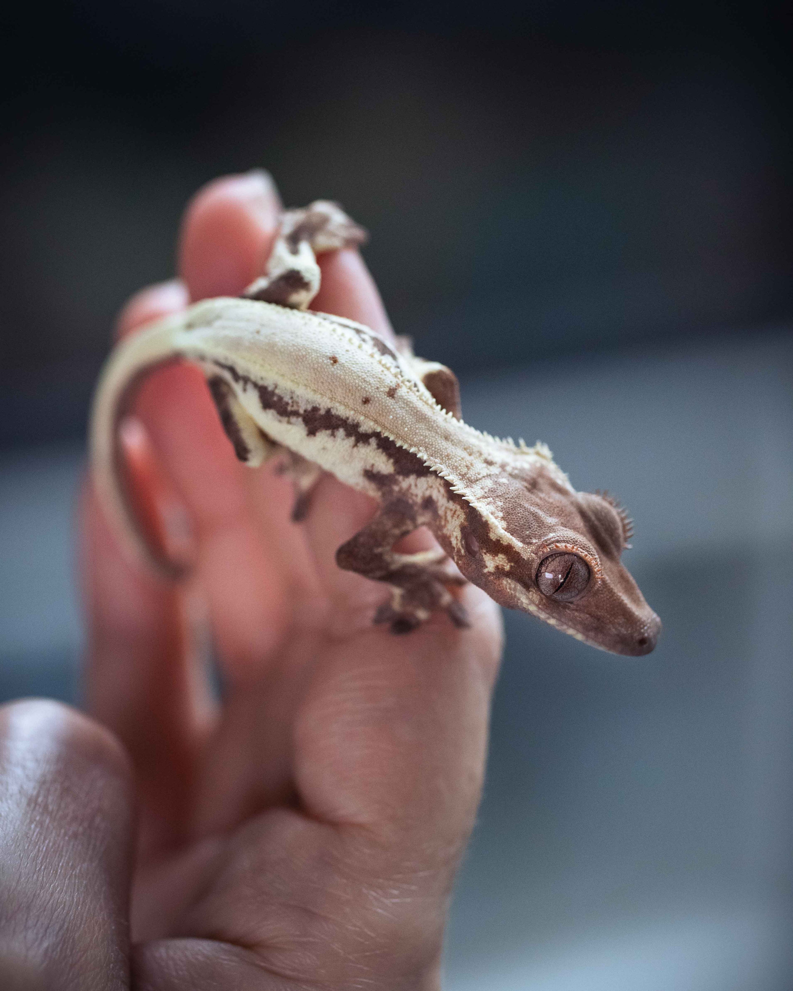 Crested Gecko Care Guide (Correlophus Ciliatus) – GuardiansoftheGeckos