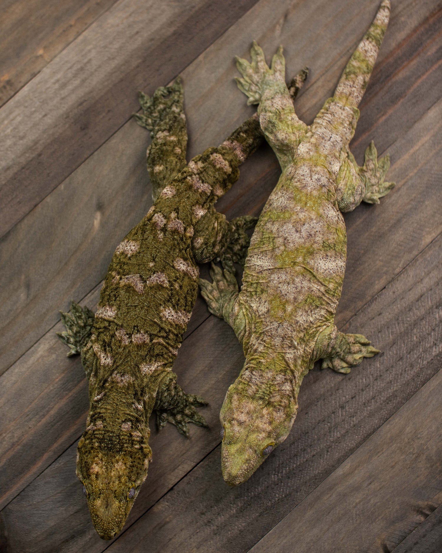 Guardians of the Geckos LLC – GuardiansoftheGeckos