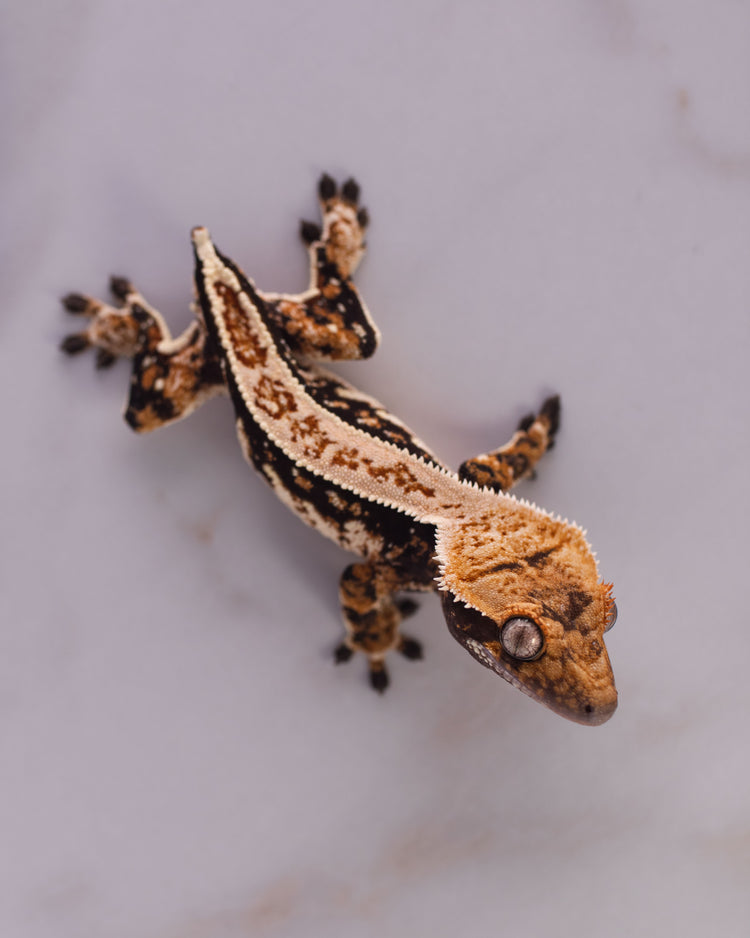Crested Gecko Care Guide (Correlophus Ciliatus) – GuardiansoftheGeckos