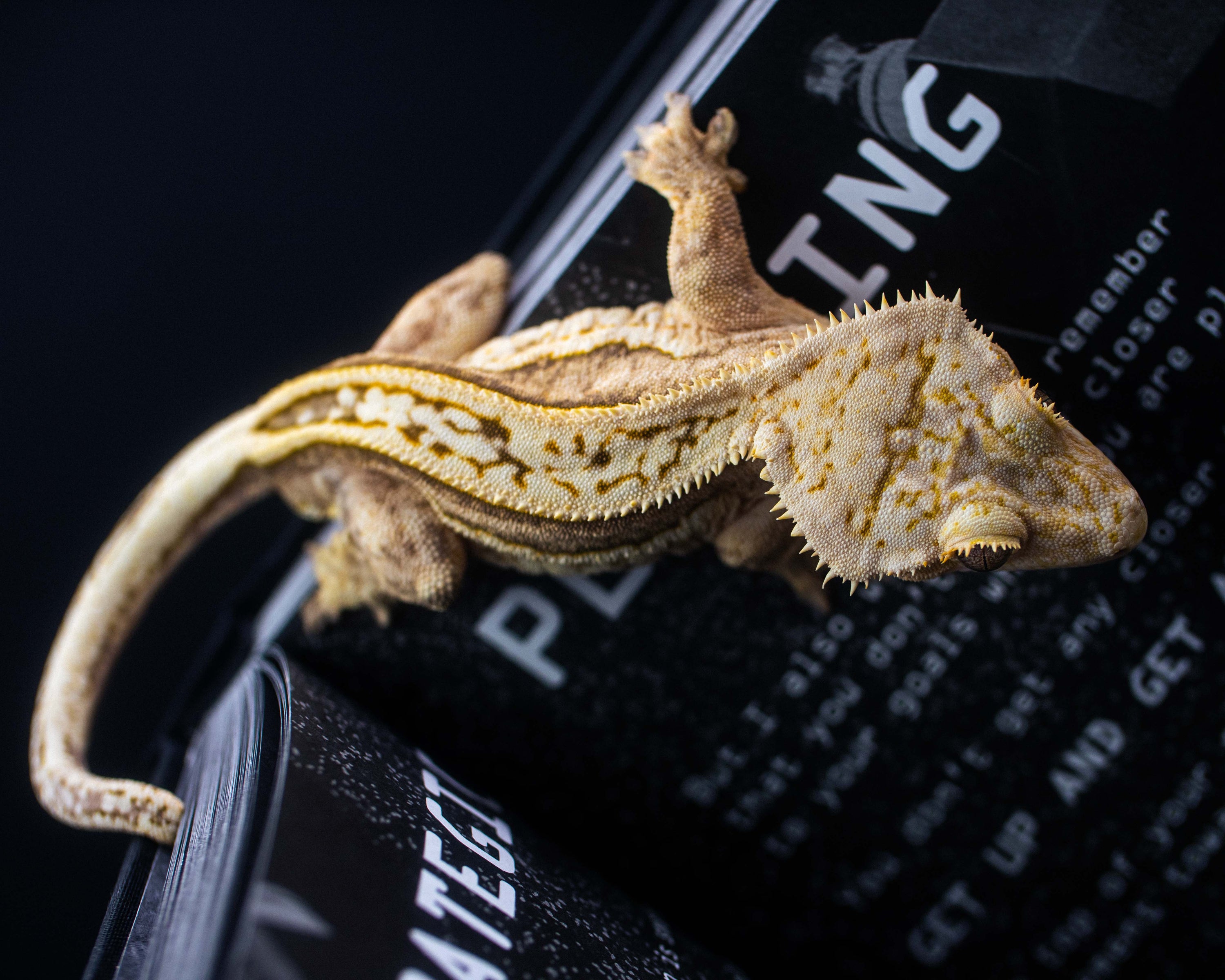 Guardians of the Geckos – GuardiansoftheGeckos